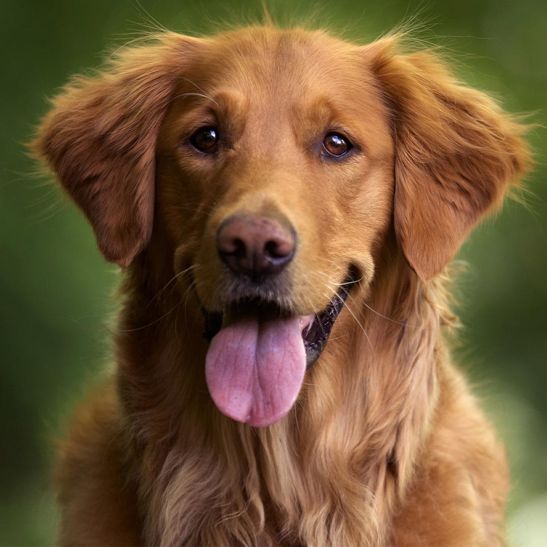 Dog - Smith's Pets