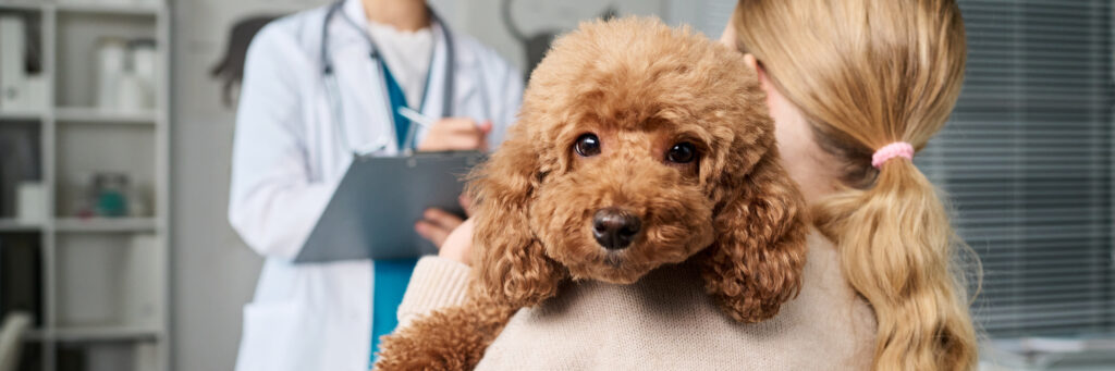 Vet Fees Are Changing in the UK – What It Means for Pet Owners - Smith ...